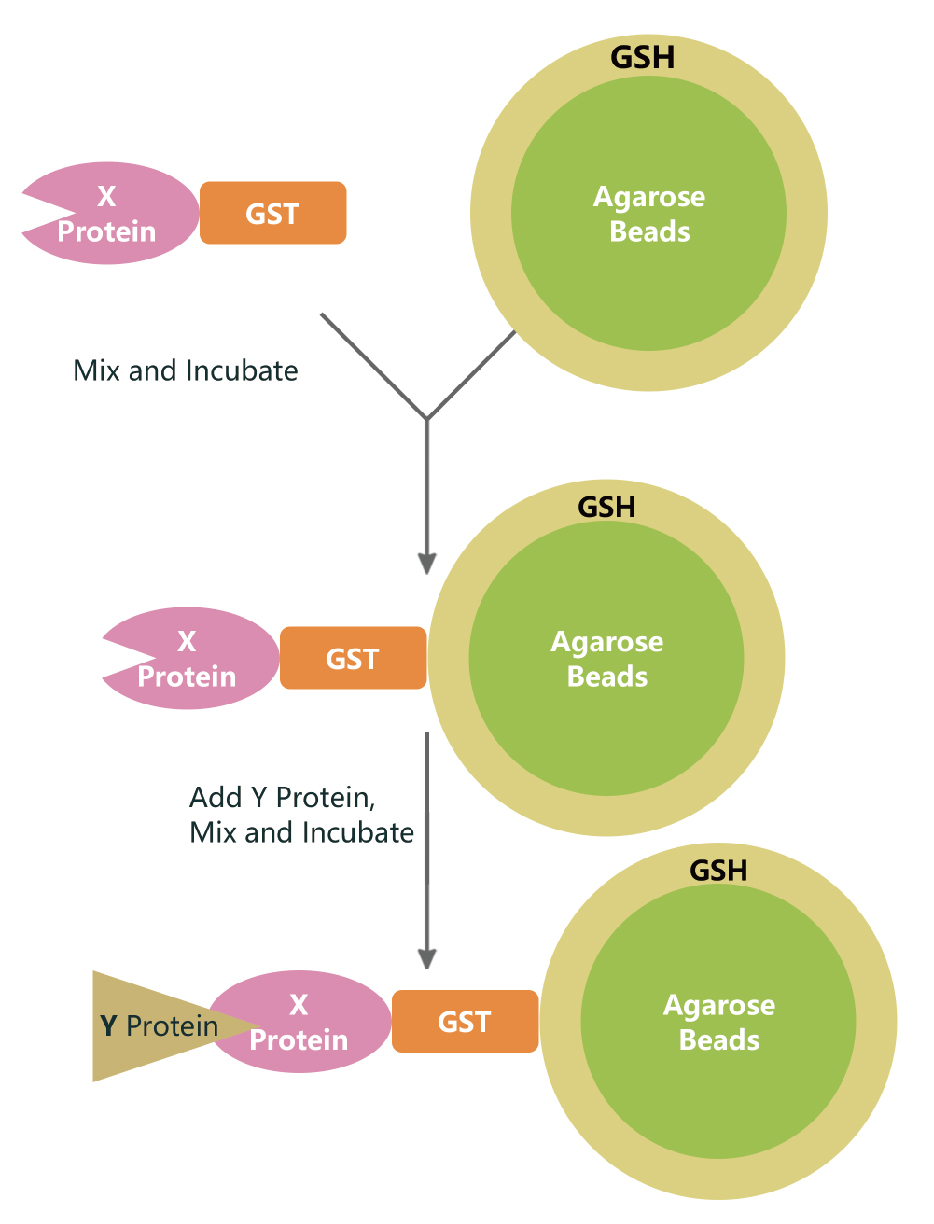 The method for in vitro screening of unknown interacting proteins using GST Pull-down MS and the ...