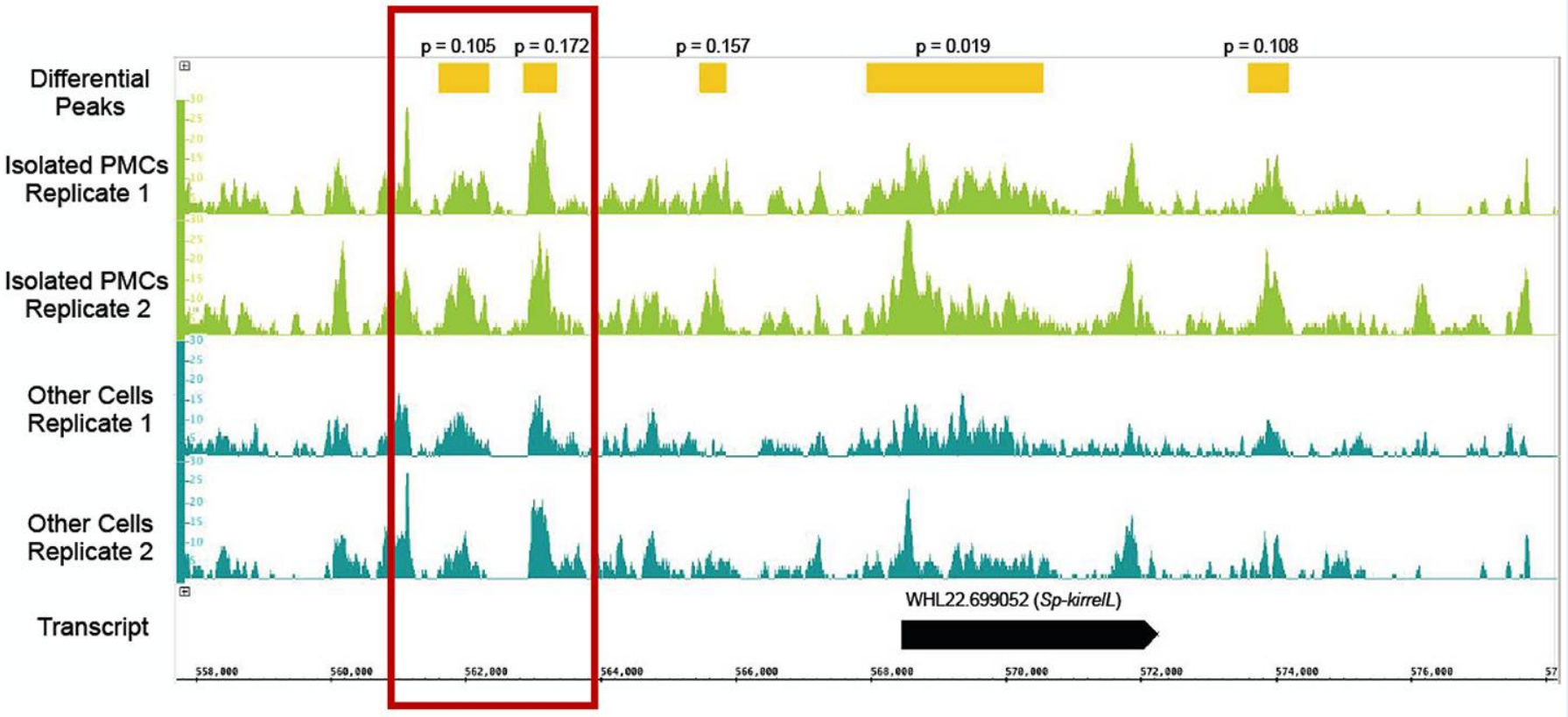 Atac Seq ピーク – Atac Seq 結果 | ATAC-seq – INHEPO
